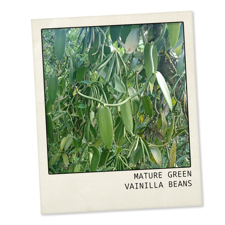 Vanilla Growing Process – MyKoponi