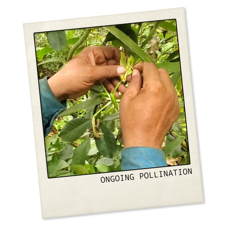 Vanilla Growing Process – MyKoponi